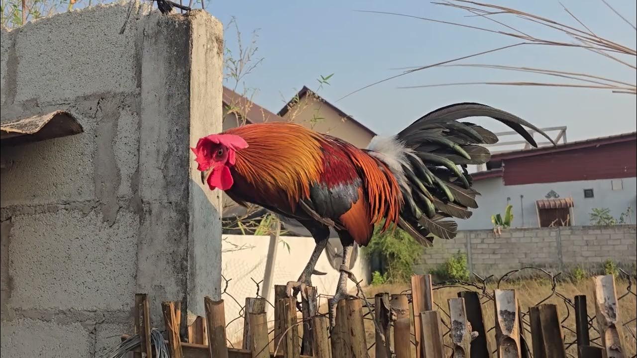 Tso qaib pom1 rau peb cov nyiam tau saib 4/3/2025 - YouTube