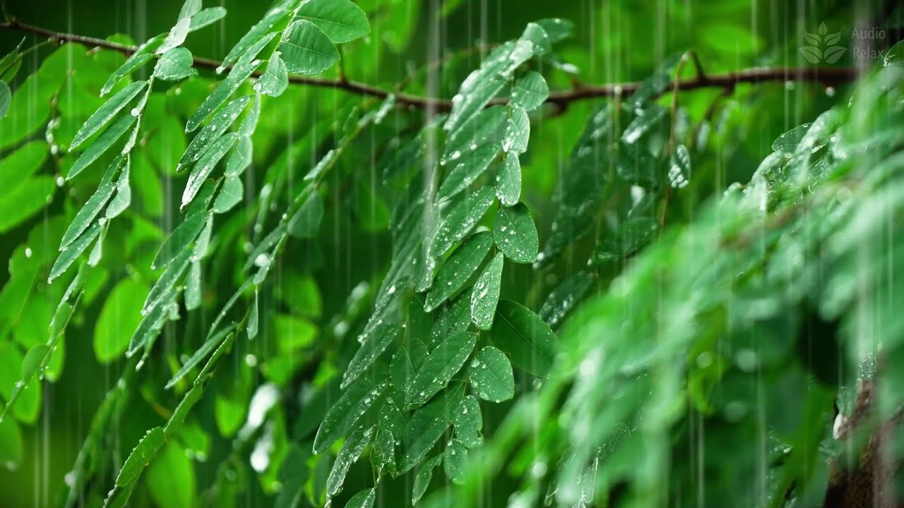 Soothing Rain & Thunder in Rainforest | 10 Hours Relaxation - YouTube