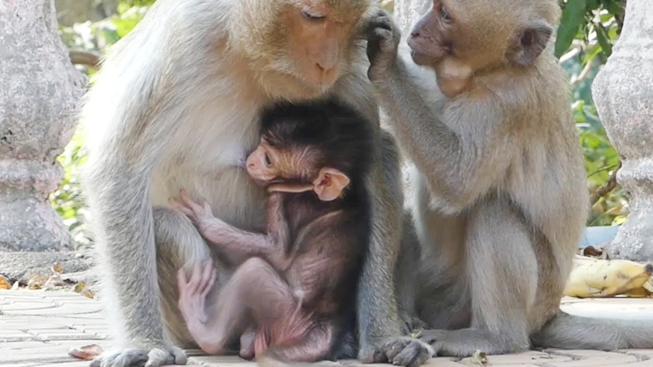 Adorable Cutest Baby Monkey Need Milk Much More From Mother,Pity Mom ...