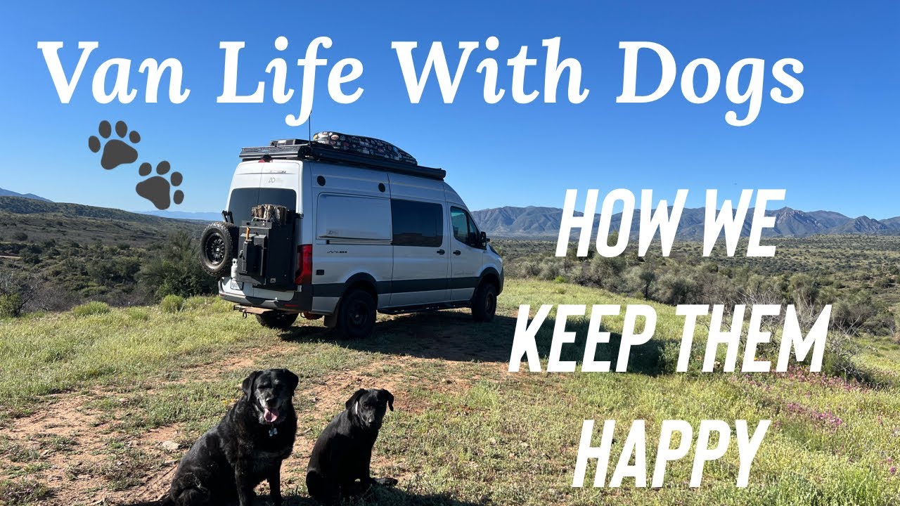 VAN DOGS - Van Adventures with our Dogs! How We Do It! - YouTube