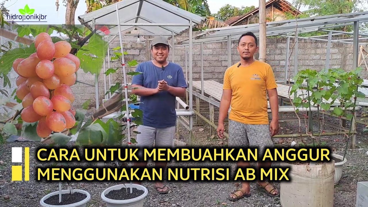 CARA UNTUK MEMBUAHKAN ANGGUR MENGGUNAKAN NUTRISI AB MIX - YouTube