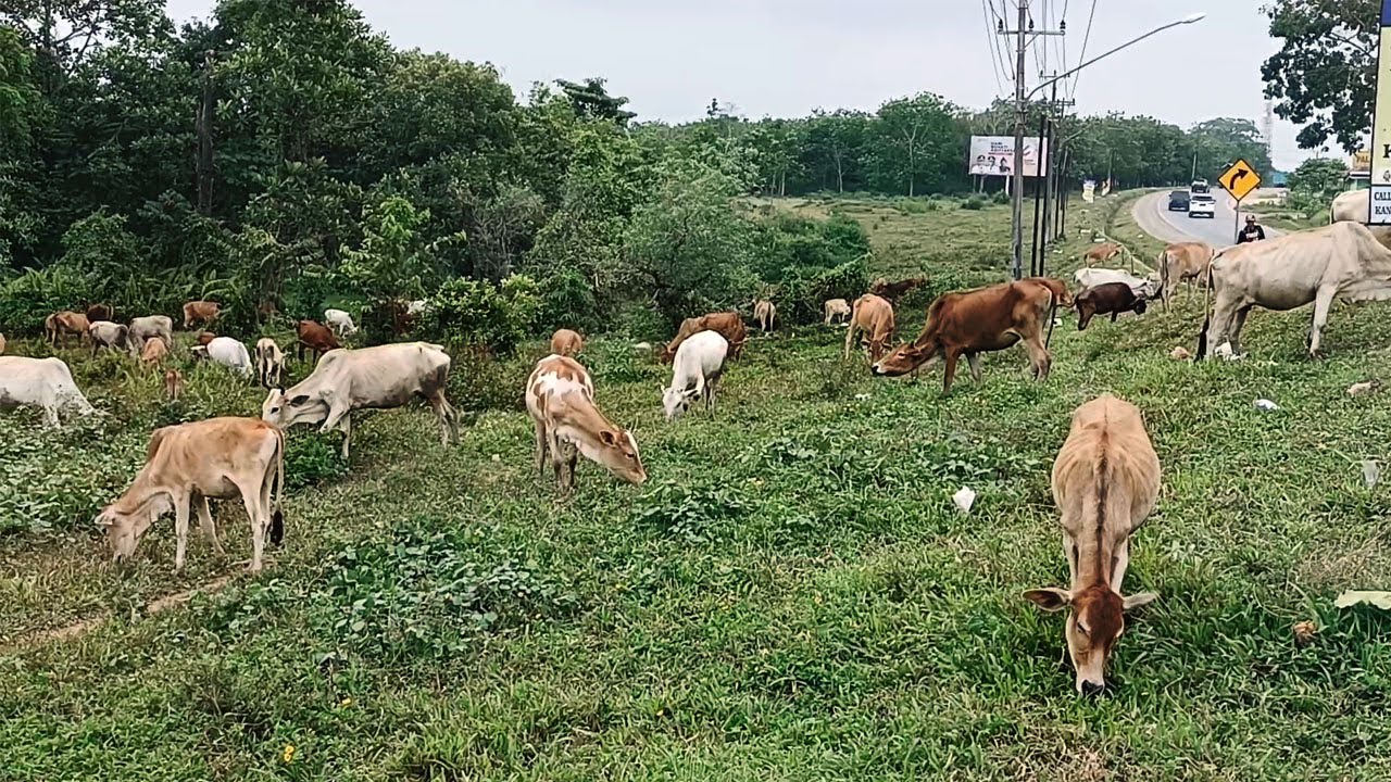 Sapi Makan Rumput Di Pinggir Jalan Gembala Sapi - YouTube