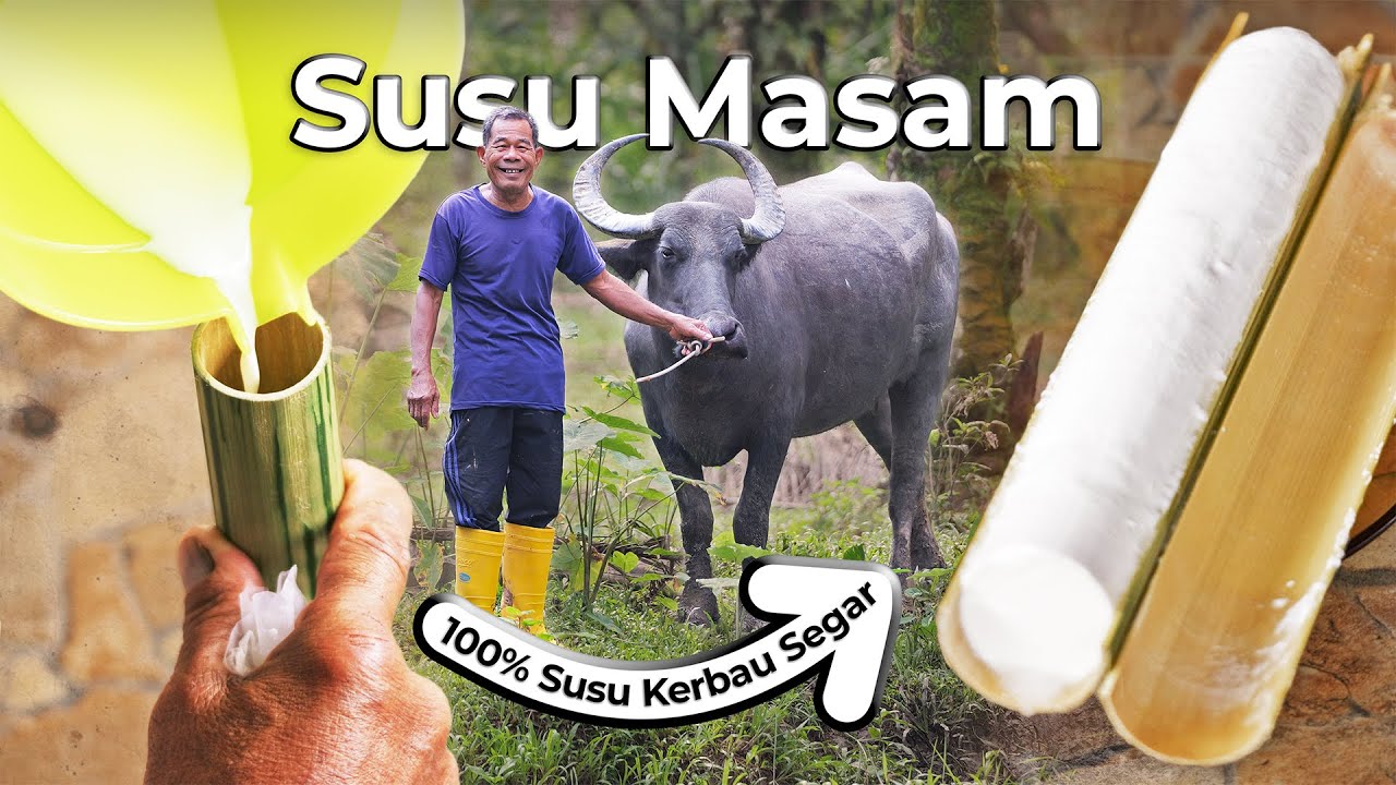 Yogurt Tradisional Melayu Guna 100% Susu Kerbau Segar | Susu Masam Pok ...