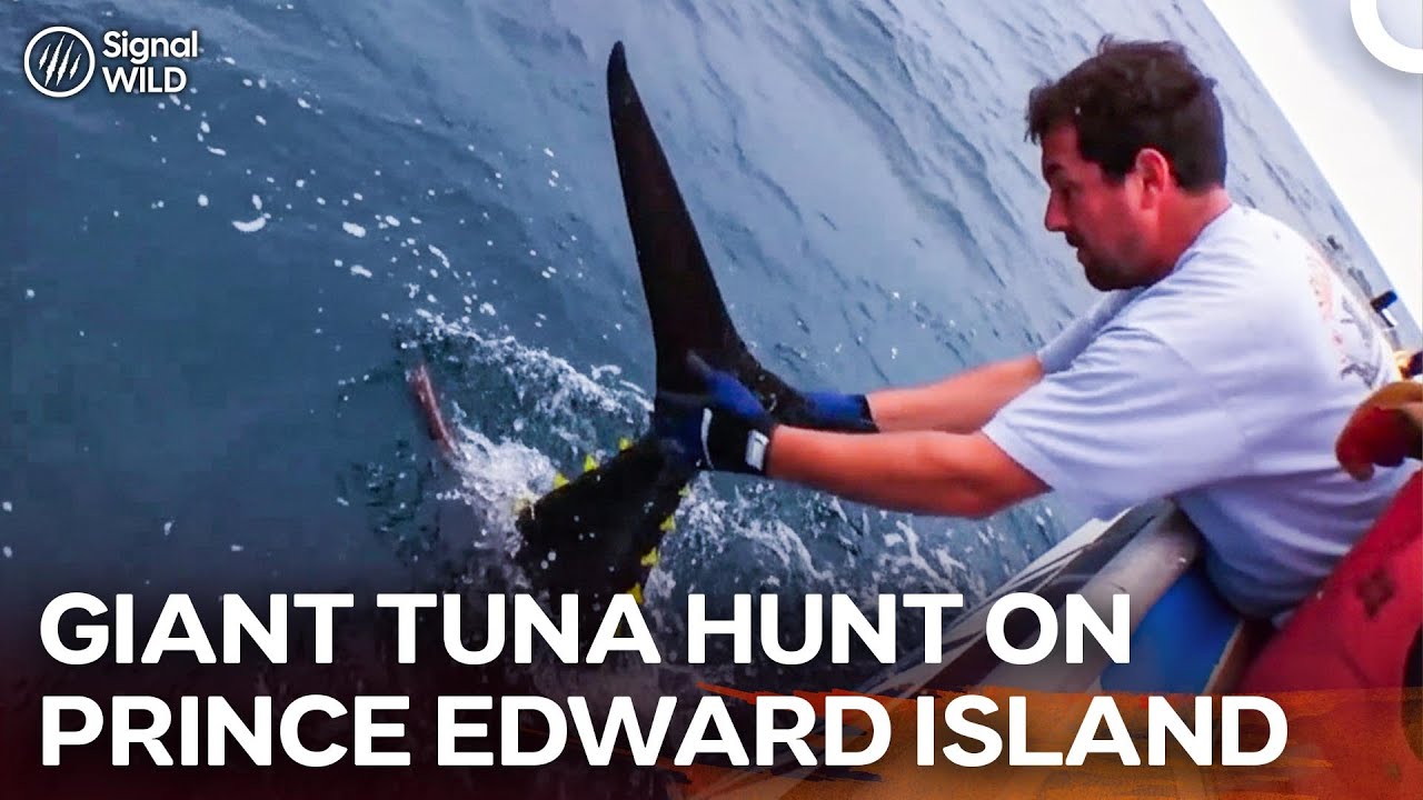 Chasing Giant Fish in Canada's High Seas I Trev Gowdy's Monster Fish ...
