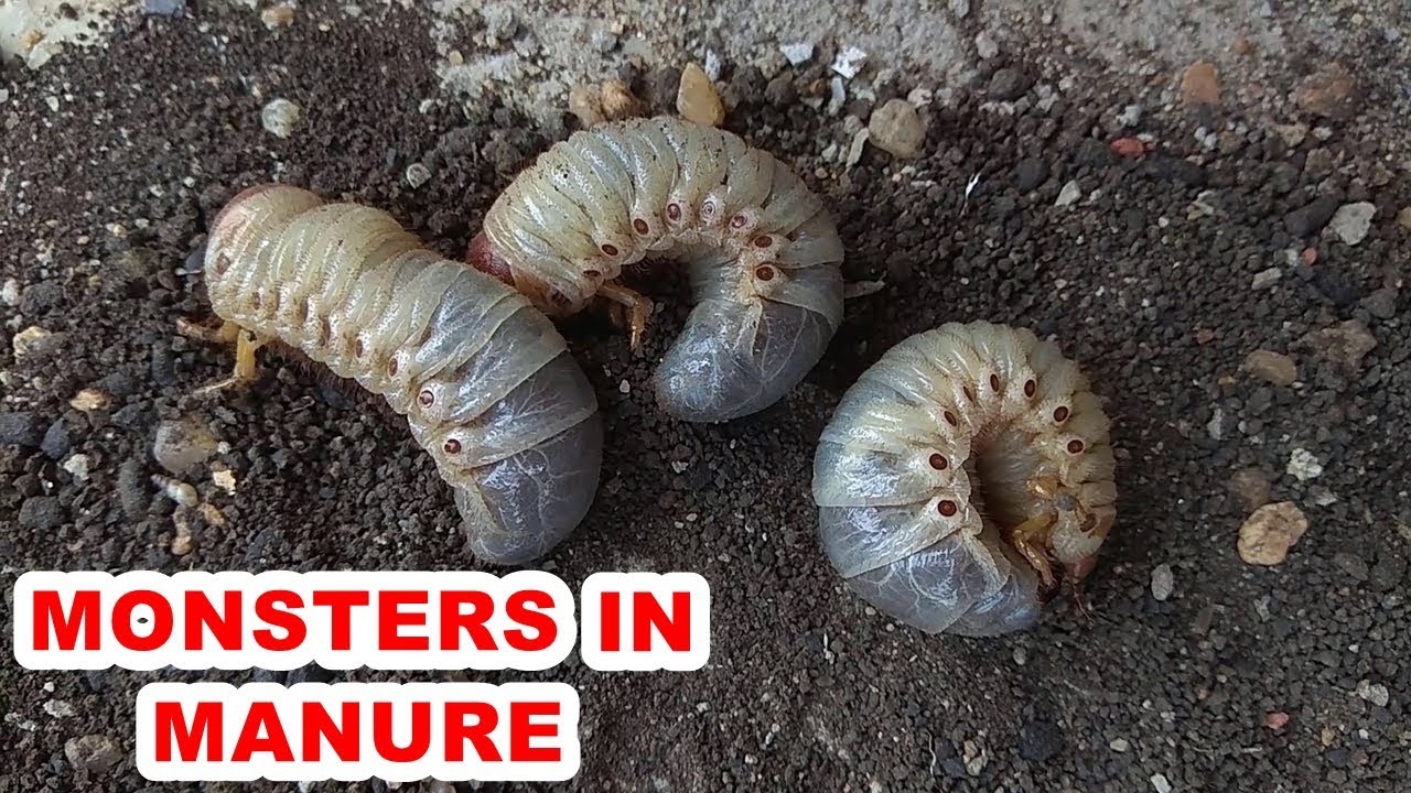 Monsters In My Manure Bag! The Dung Beetle Larvae - YouTube