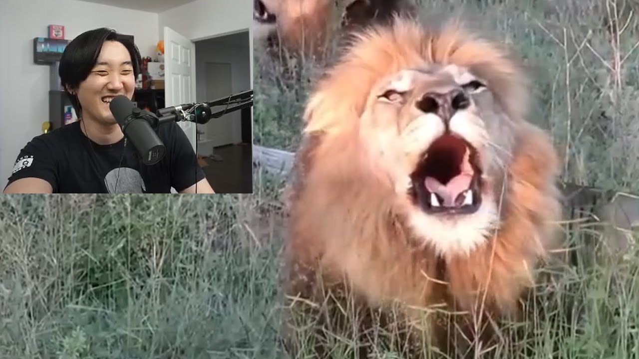 Savix Reacts To Top 5 Lions - YouTube