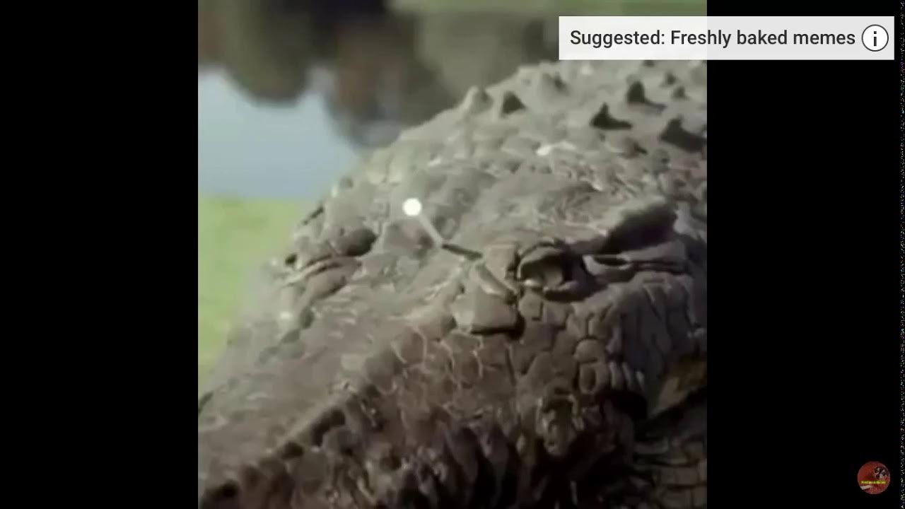 Alligator explodes - YouTube