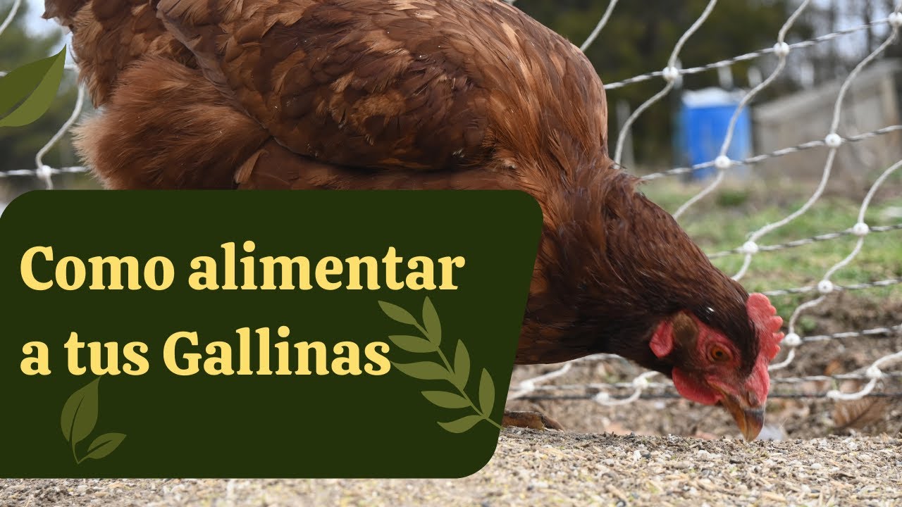 La ALIMENTACION de tus GALLINAS [Explicada en Términos Simples] - YouTube