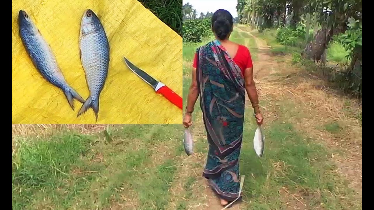 Pulasa Fish Spicy Curry in Village - Hilsa Ilisha Fish Curry - Pulasa ...