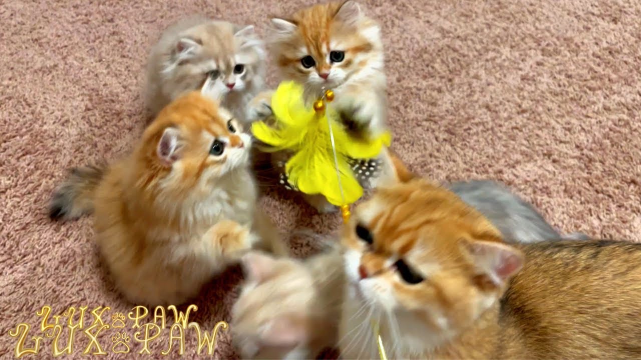 Relaxing baby kittens play | Lux Paw Cattery - YouTube