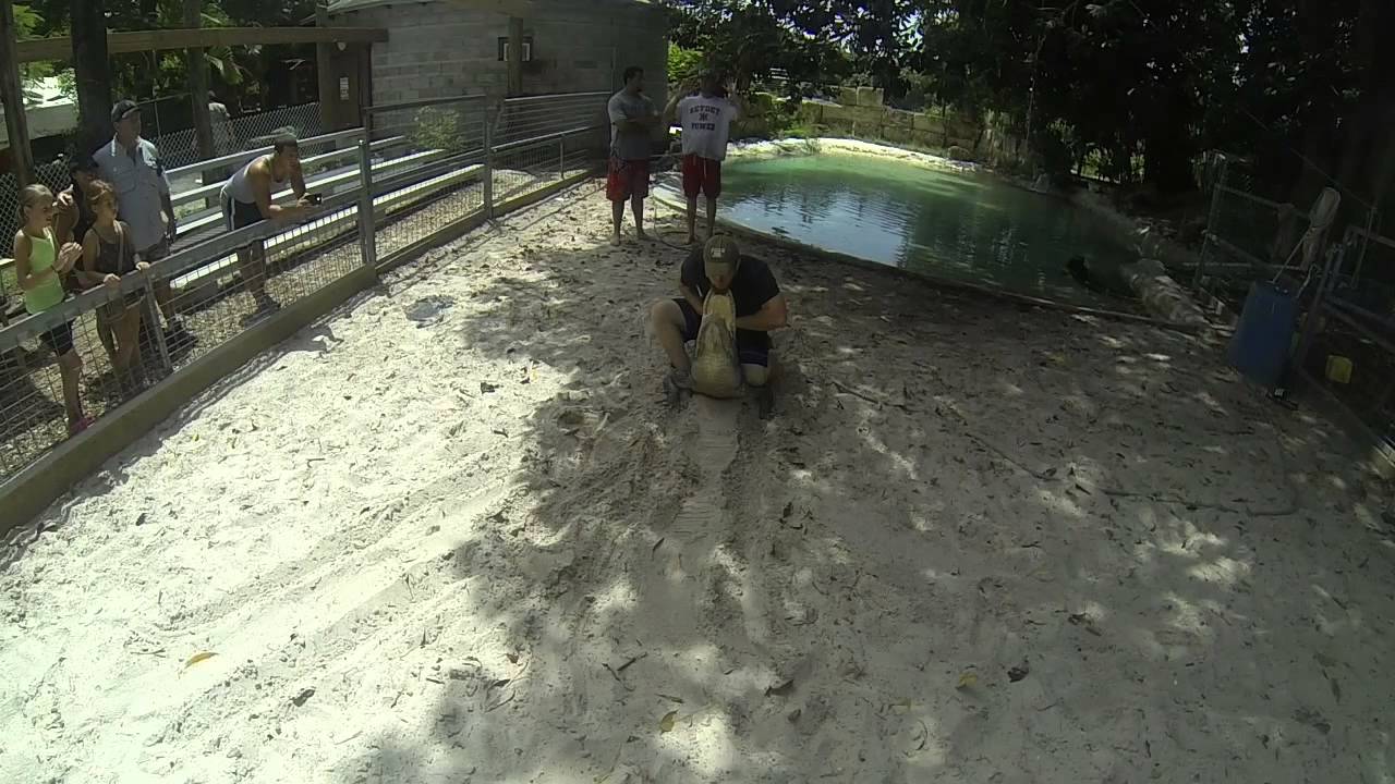Wildlife Everglades Outpost Show (Gopro) - YouTube