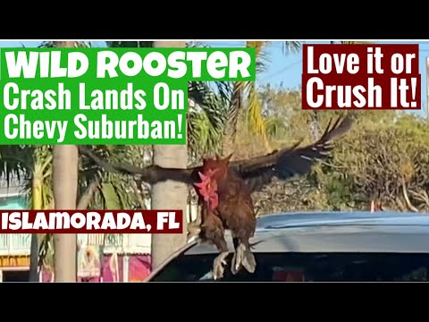 Wild Rooster Crash Lands on Chevy Suburban! #rooster #fail - YouTube