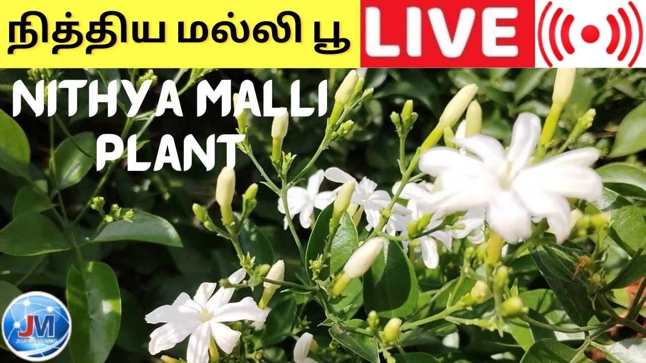 நித்திய மல்லி பூ செடி | Winter Jasmine | Nithya Malli Plant | சந்தன ...