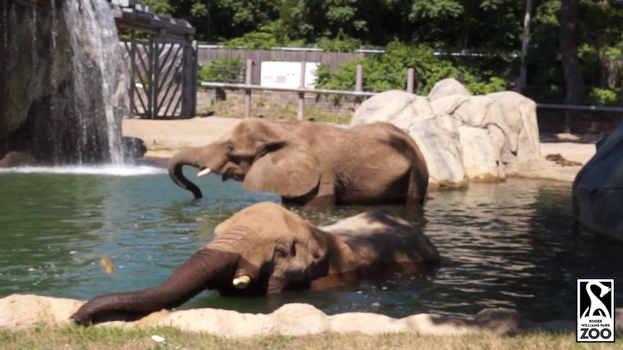 Elephant pool workout - YouTube