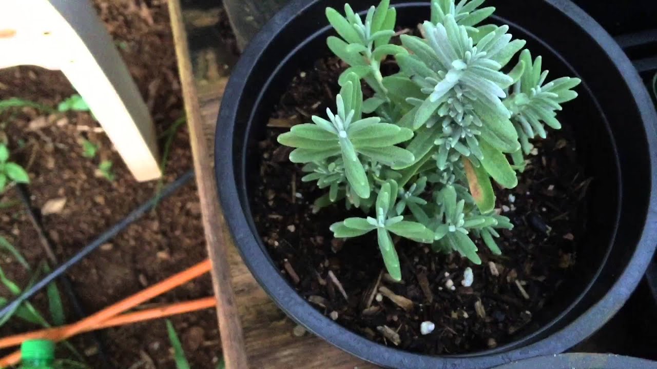 Update on my lavender!🌻 - YouTube