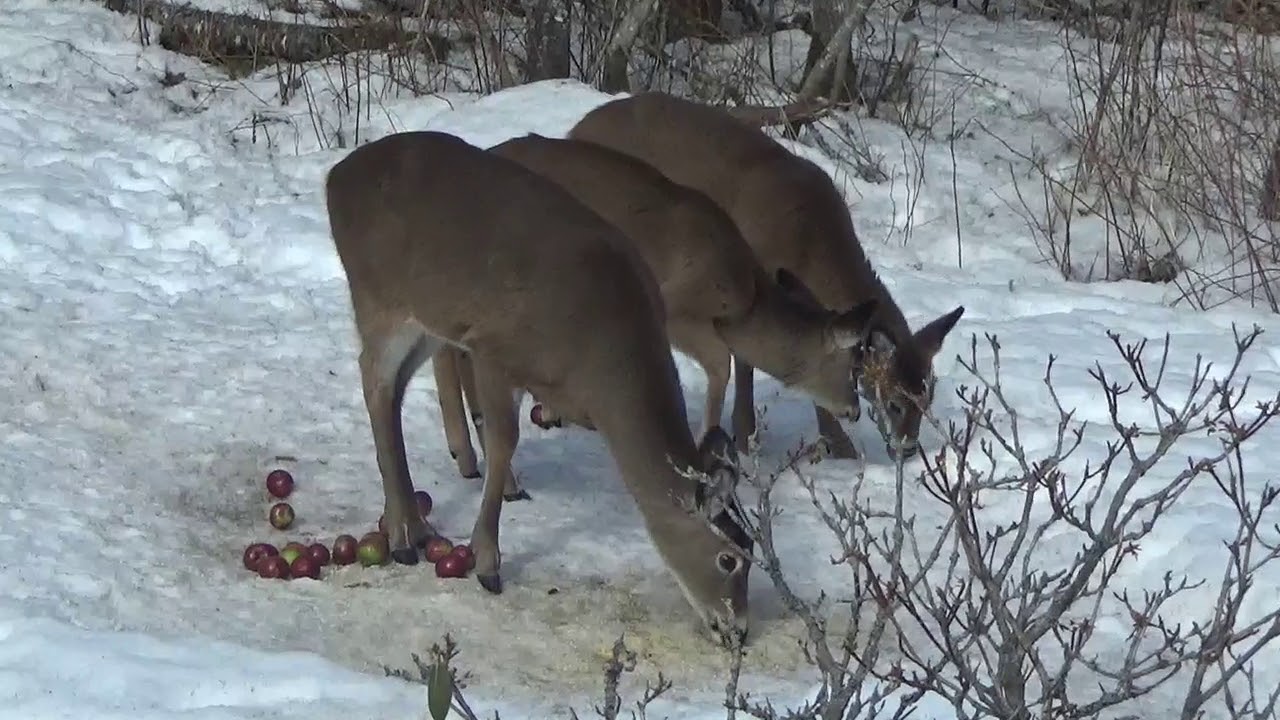 Connor Watching Deer - YouTube