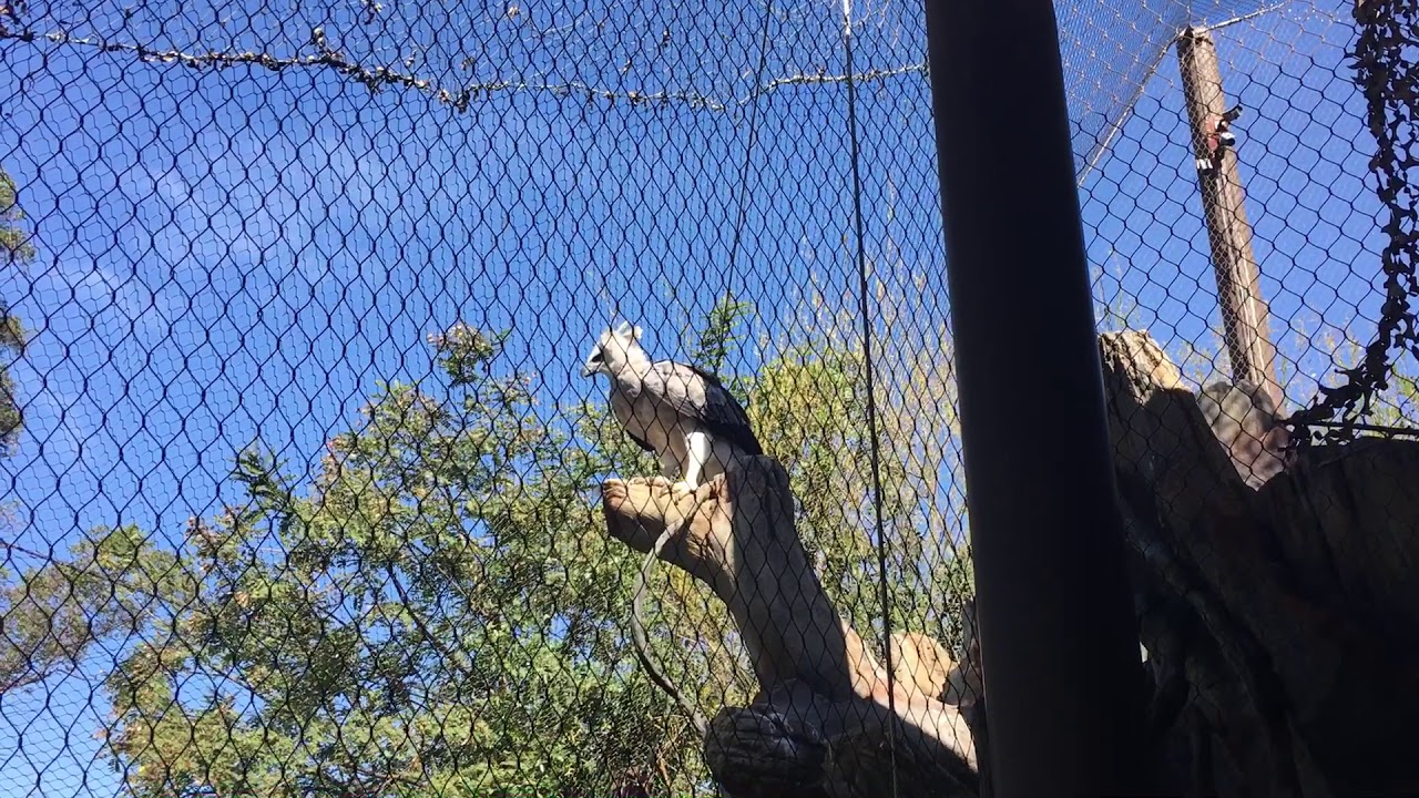 (d) Pearl - harpy eagle making sounds - YouTube