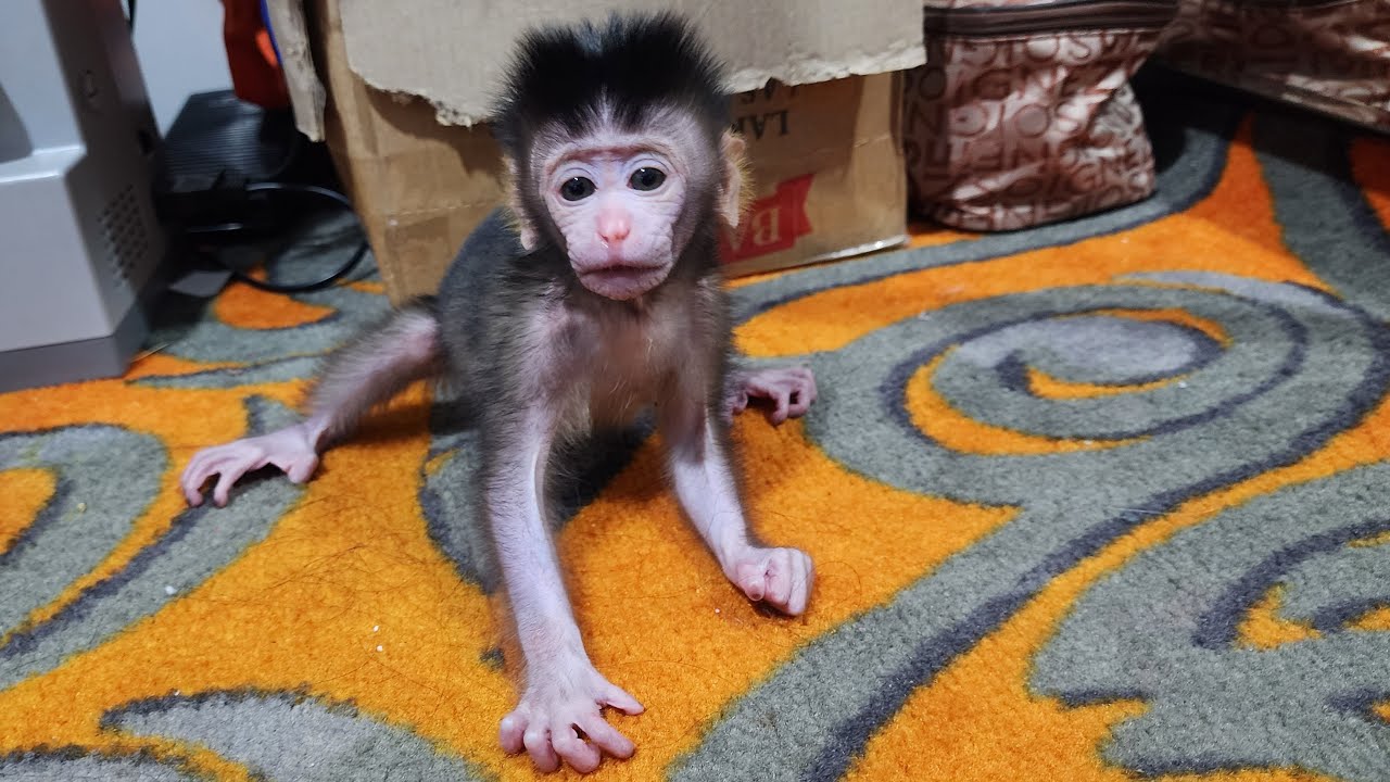 Newborn Baby Monkey Chiki Playing - YouTube