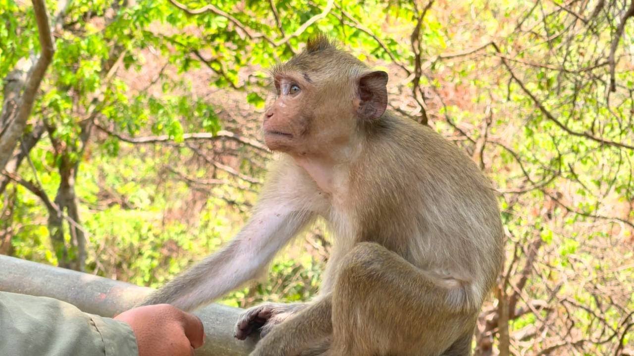 Cute Little Roger Monkey play with human harmony #monkeylife # ...
