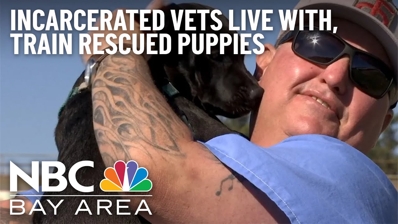 Incarcerated veterans live with, train rescued puppies at California ...