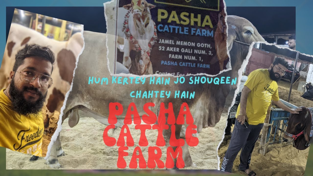 PASHA CATTLE FARM | MAWESHI MANDI | NORTHREN BYPASS | QURBANI 2023 ...