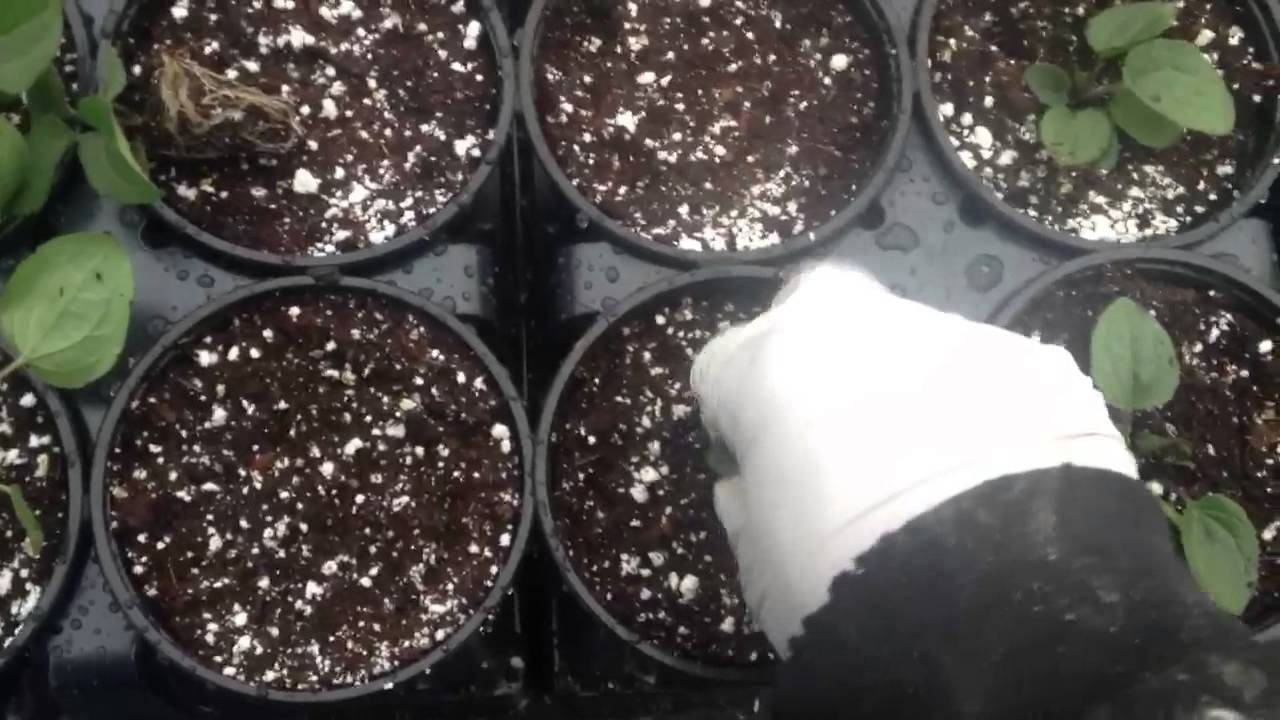 Transplanting Plugs - YouTube