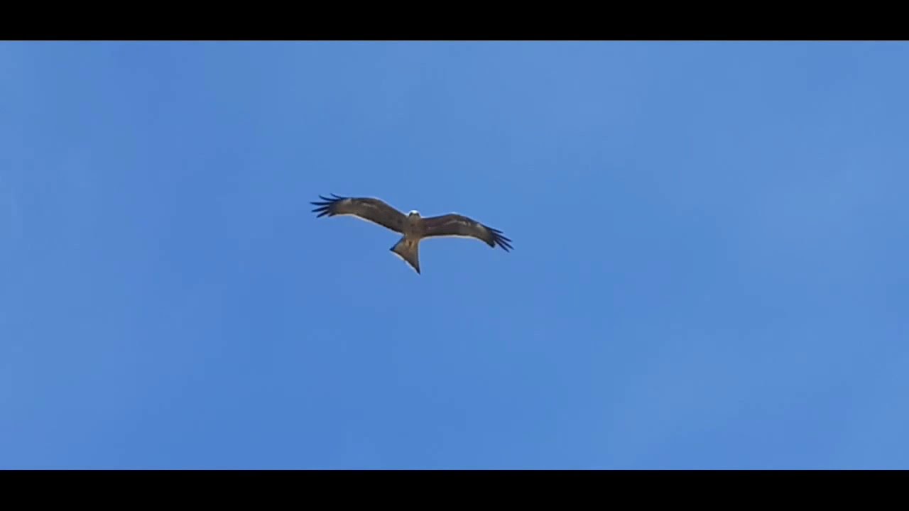 Elang paria (Milvus Migran) - YouTube