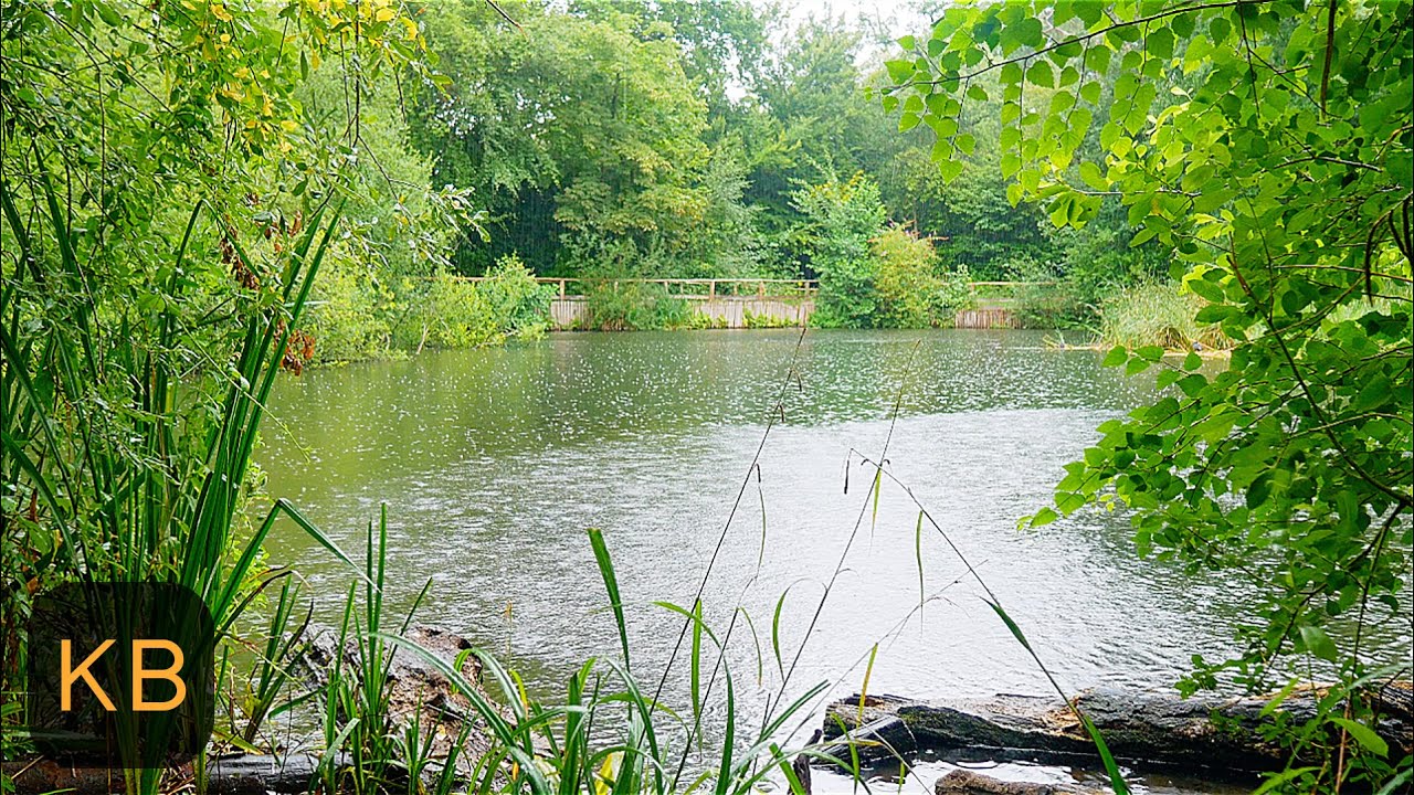 Rain on Pond - Relaxing Rain Sound for Sleep, Study, White Noise, Focus ...