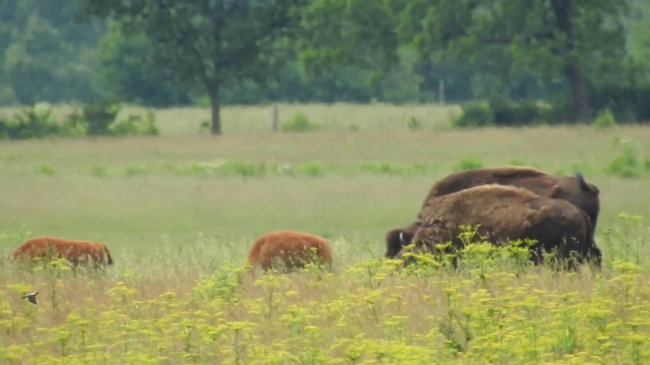 Bison at the Midewin National Tallgrass Prairie in Illinois - YouTube