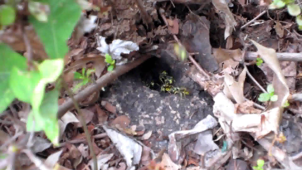 Ground Nesting Yellow Jacket Wasps MVI_1848[1].wmv - YouTube