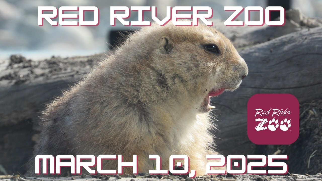 Red River Zoo | March 10, 2025 - YouTube