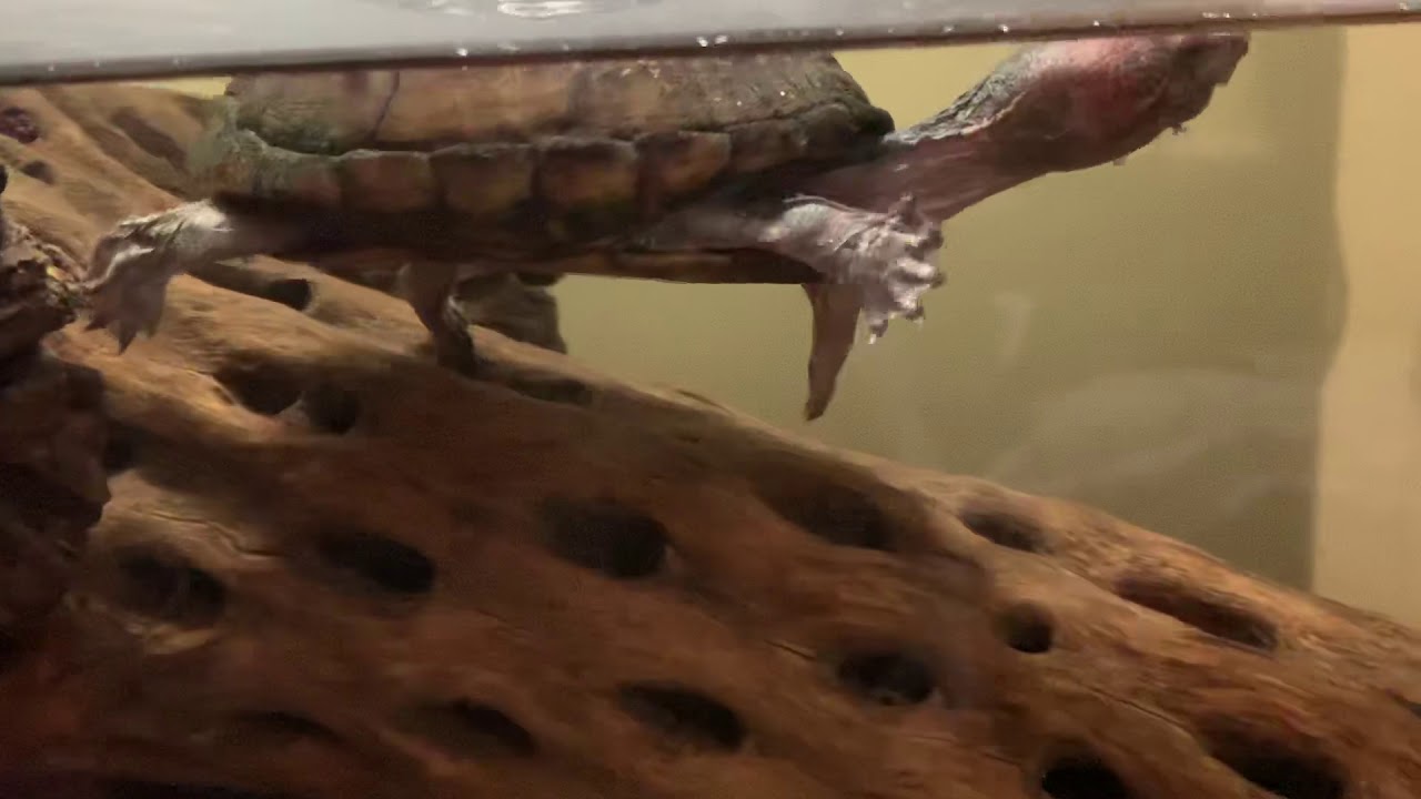 Big bend mud turtle, Mexican mud turtle and tabasco mud turtle in their ...