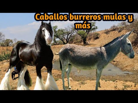 Caballo 🐎  qué agarra a las burras mulas yeguas y mas en el mercado ganadero san antonino castillo