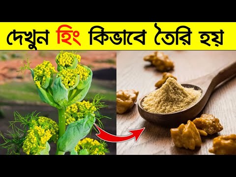 হিং কিভাবে তৈরি হয় এমন প্রসেস দেখলে চোখ কপালে উঠবে। Hing Making Process