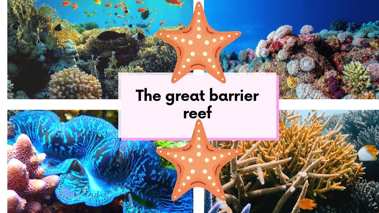 The great barrier Reef | World's largest living structure - YouTube