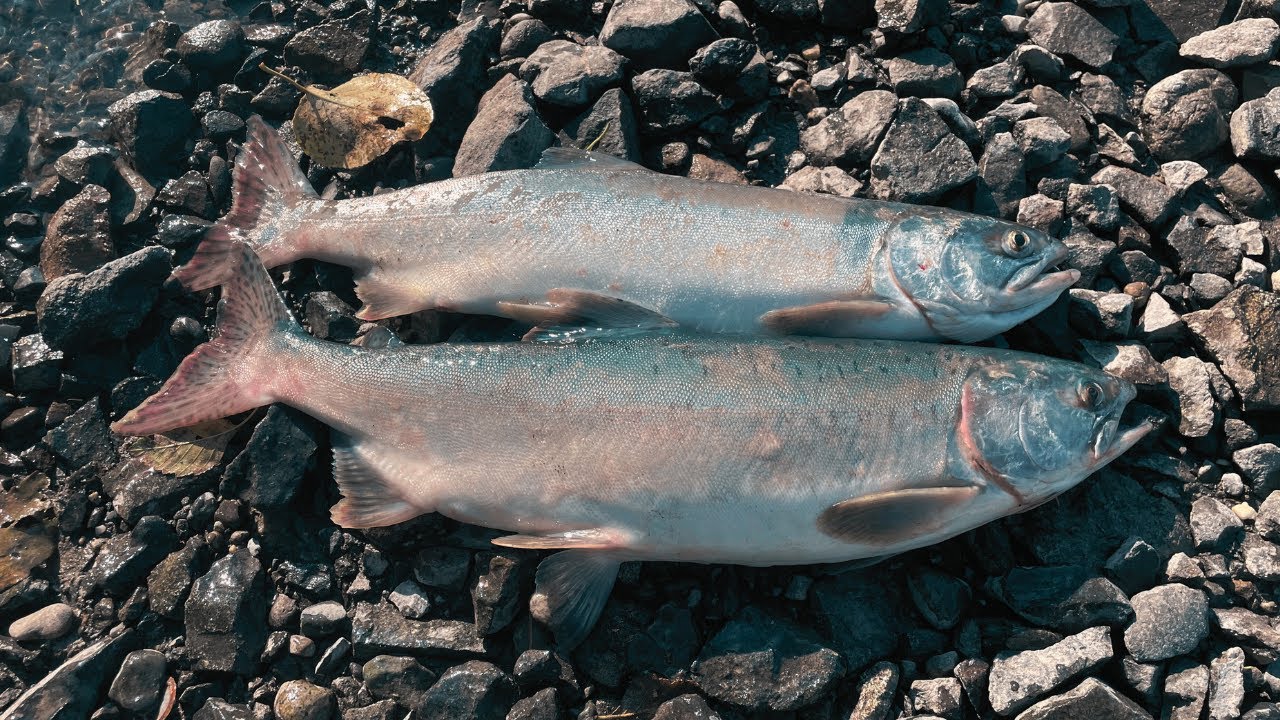 Washington STATE Pink SALMON Fishing.. - YouTube