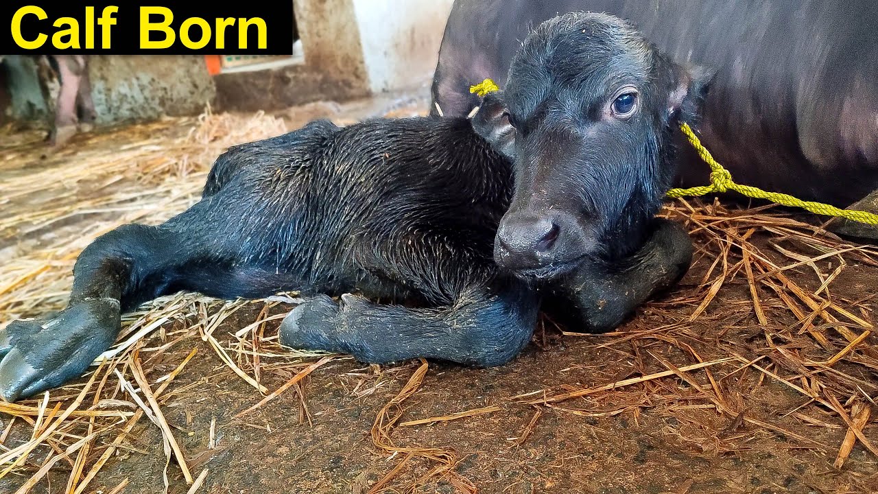 Calf Born | Buffalo Delivery | Buffalo Video | Calf Video | Cows ...