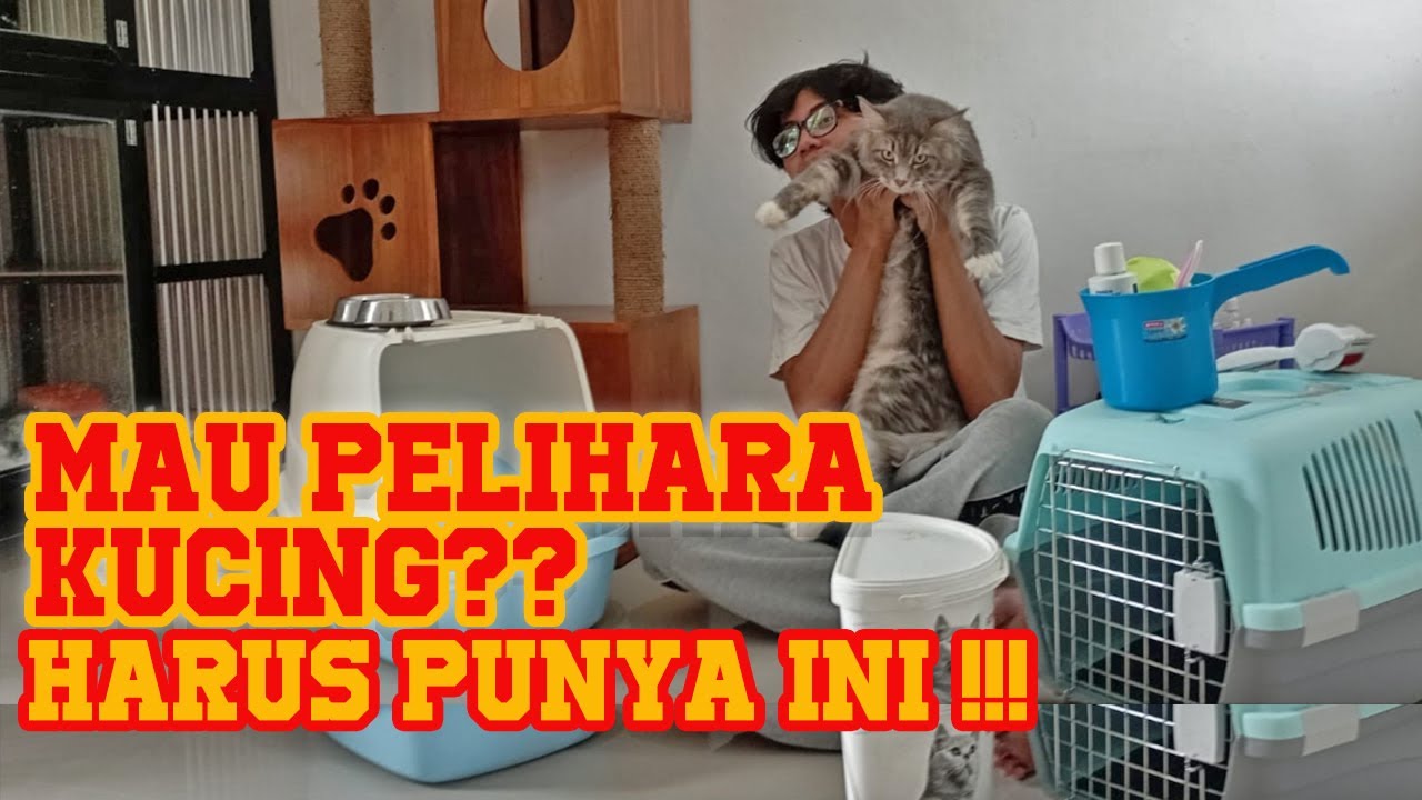 PERSIAPAN MEMELIHARA KUCING Peralatan dan tips merawat kucing untuk ...