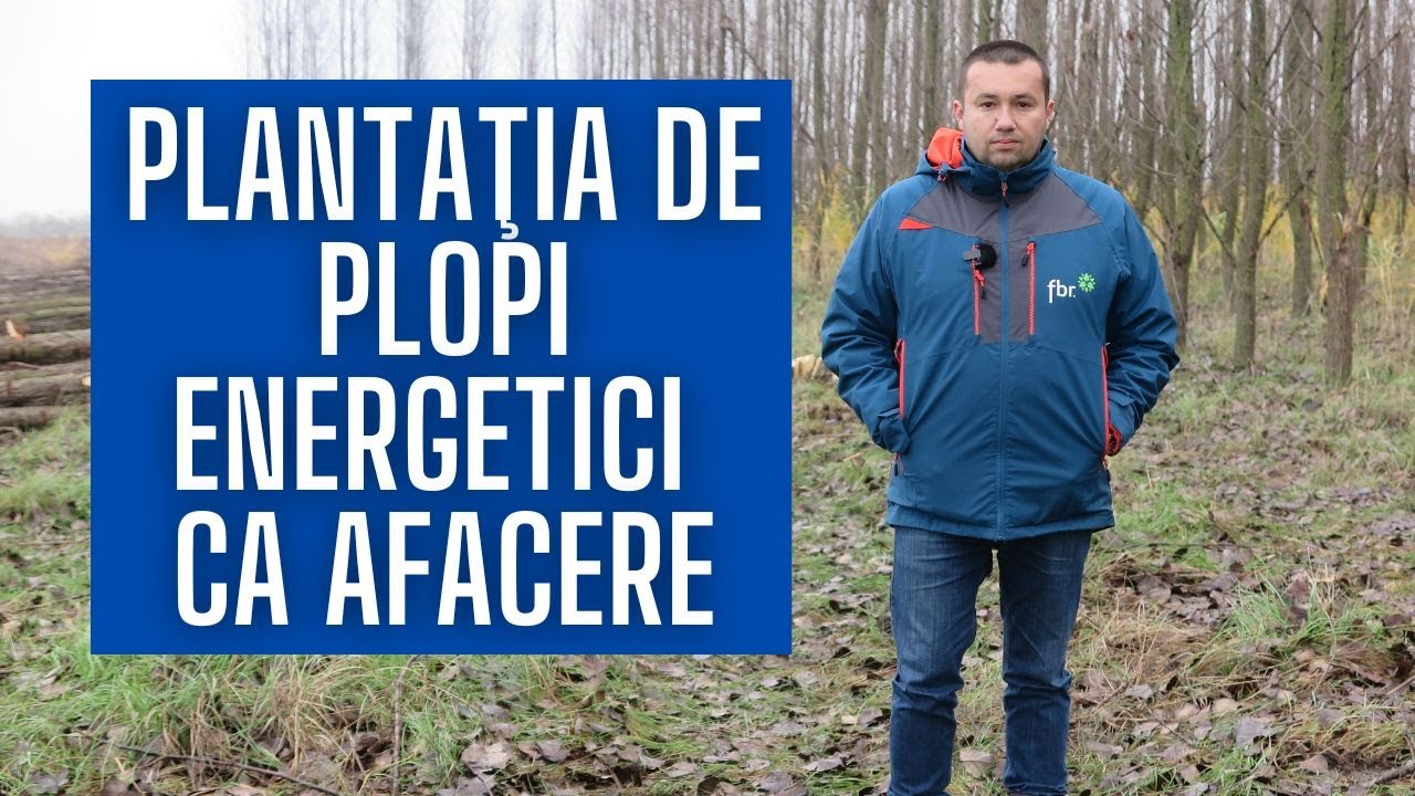 Plantaţia de plopi energetici, o afacere profitabilă în România - YouTube