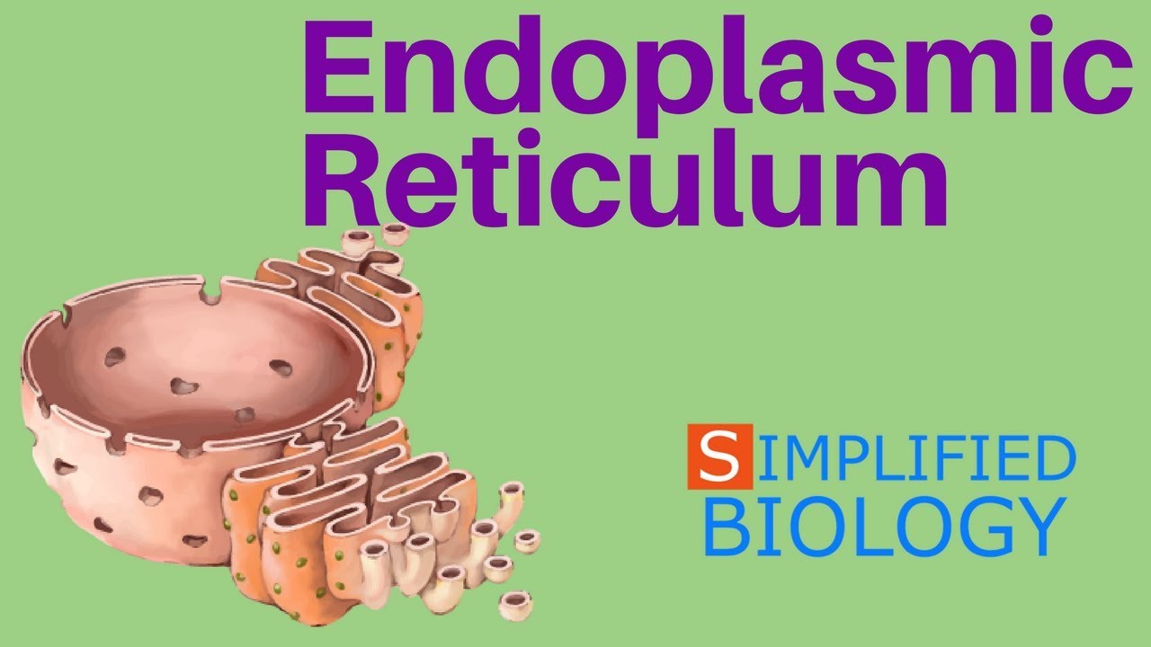 ENDOPLASMIC RETICULUM for NEET, AIPMT, AIIMS, MCAT, JIPMER, PREMED ...