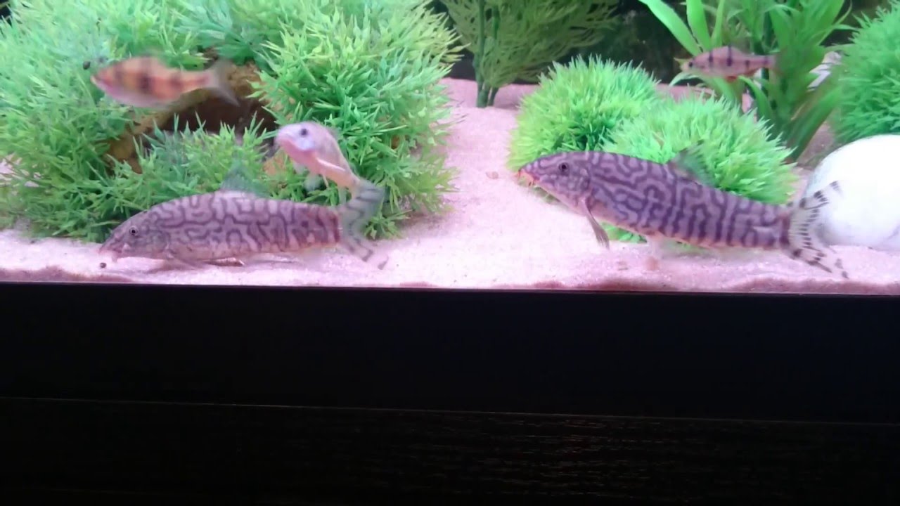 Pakistani Loaches/Yoyo Loaches Enjoy Eating Snails! - YouTube