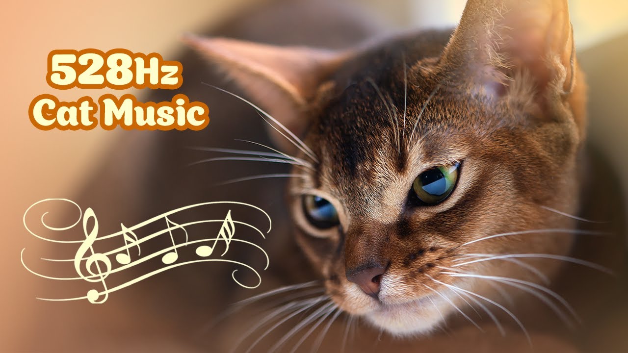 528Hz Relaxing cat music 😽 Deep music for kittens to sleep with purring ...