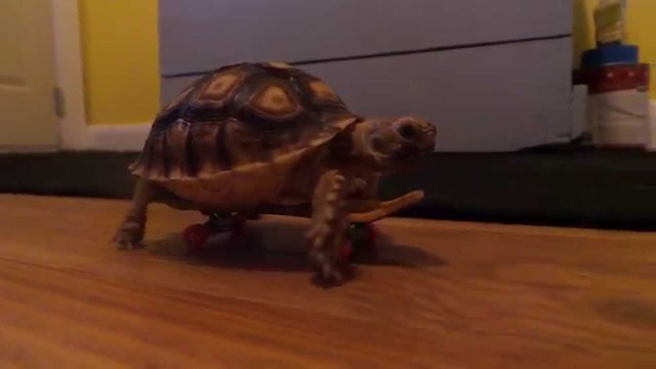 Skateboarding tortoise - YouTube