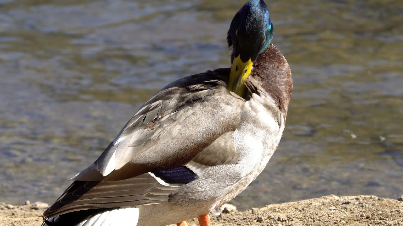 CatTV: Close Up Duck Cleaning - YouTube