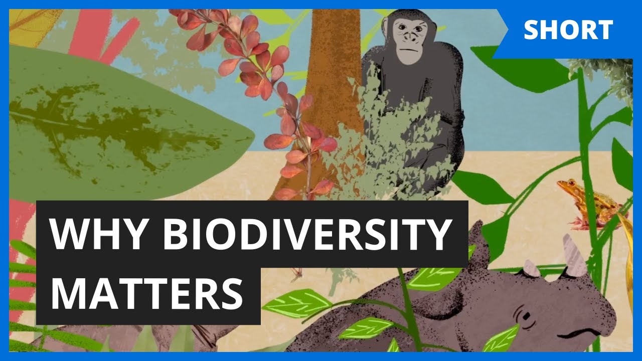 Why protecting biodiversity is so important | Problem Solved - YouTube
