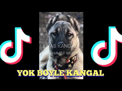 KANGAL TİKTOK (EFSANE DERLEME) #2