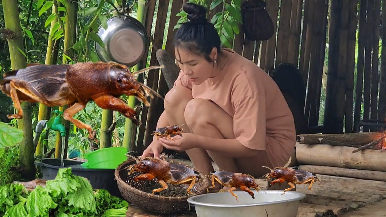 Improve your meals with insect dishes - YouTube