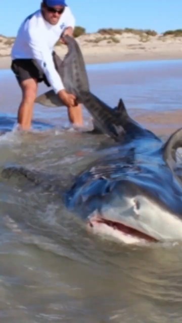A man defeated a shark and saved his nephew and his arm - YouTube