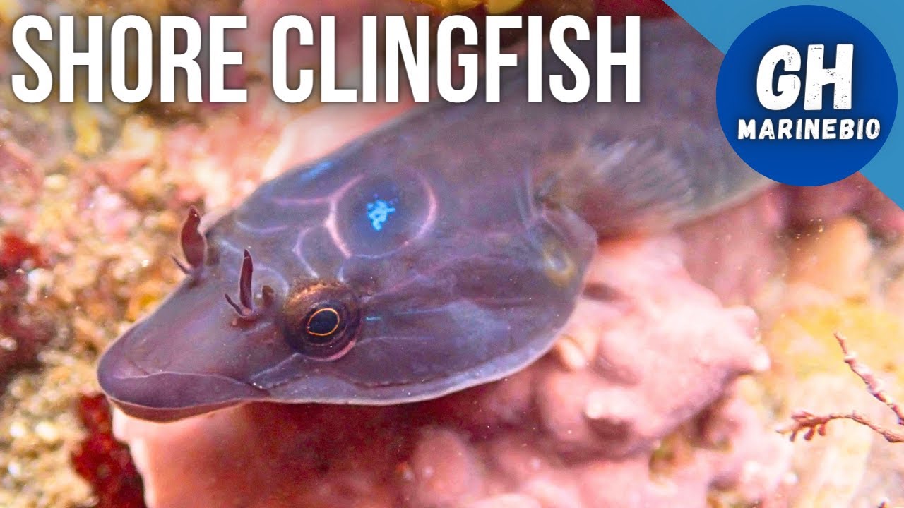 Species Spotlight - Shore clingfish (Lepadogaster purpurea) - YouTube