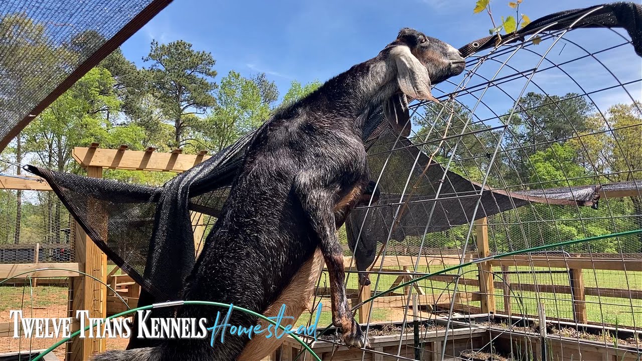 I let the goats out in my raised bed garden | Twelve Titans Kennels ...